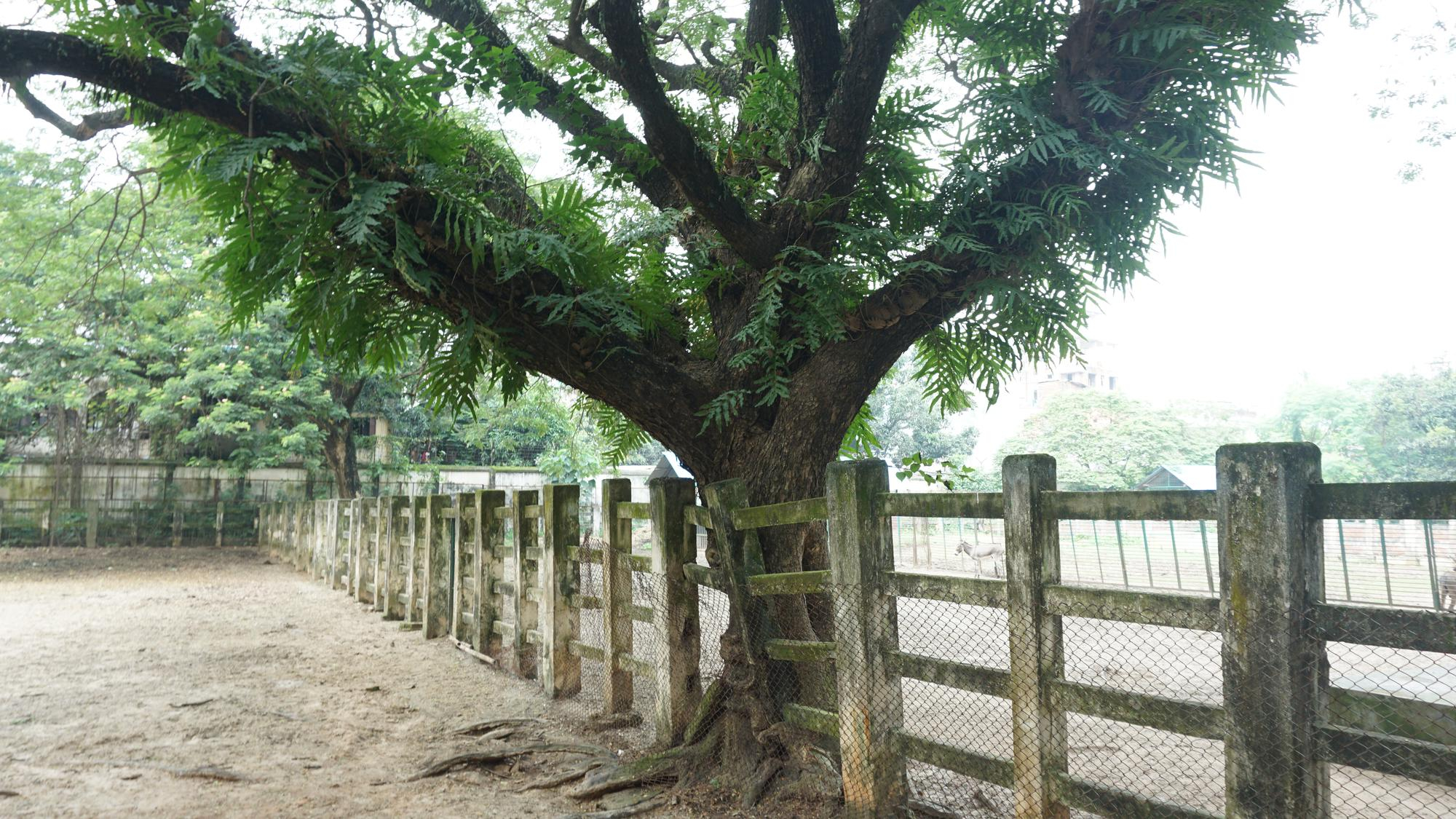 Overhanging Trees, Boundary Issues, and Ownership of Fruit: What you ...